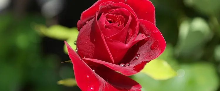 New York State Flower - The Rose - Proflowers Blog