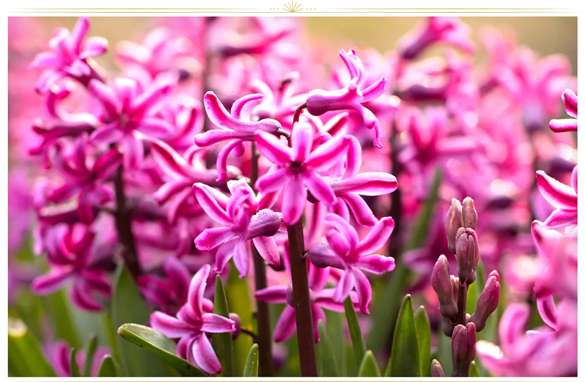 26 Types of Pink Flowers: Tips + Pictures | Proflowers Blog