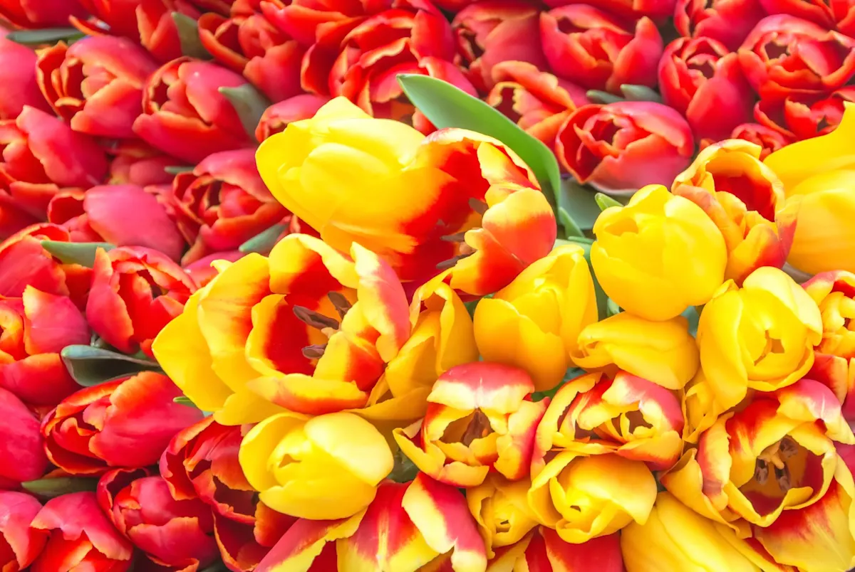 What Colors Do Tulips Come In? - ProFlowers Blog