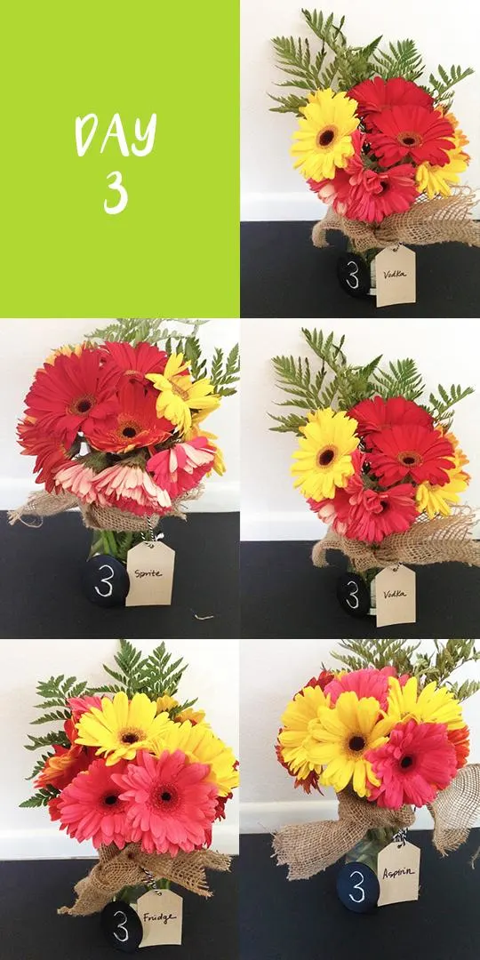 Mythbusters: How to Keep Flowers Fresh Longer - Fresh by FTD