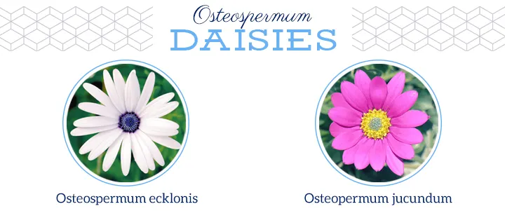 Types of Daisies: A Visual Compendium - FTD.com