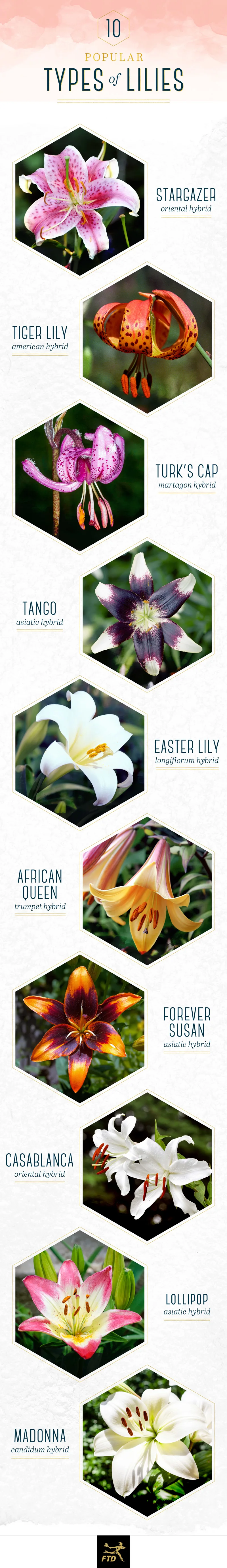 Types of Lilies: A Visual Guide - FTD.com