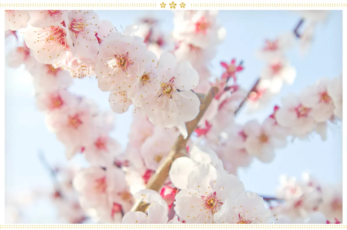 15 Japanese Flower Meanings and Where to Find Them | Proflowers Blog