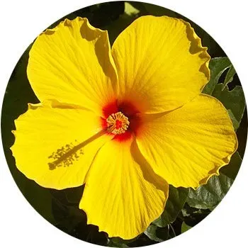 33 Types of Yellow Flowers | Proflowers Blog