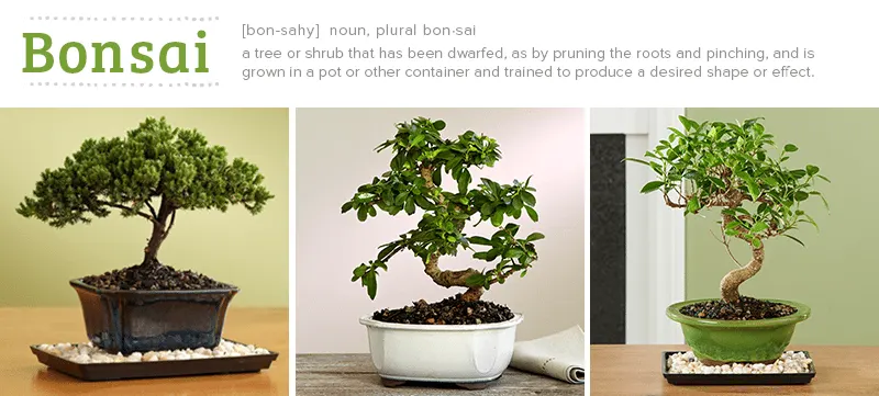 Bonsai Tree Care for Beginners—Everything You Need to Know | Proflowers ...