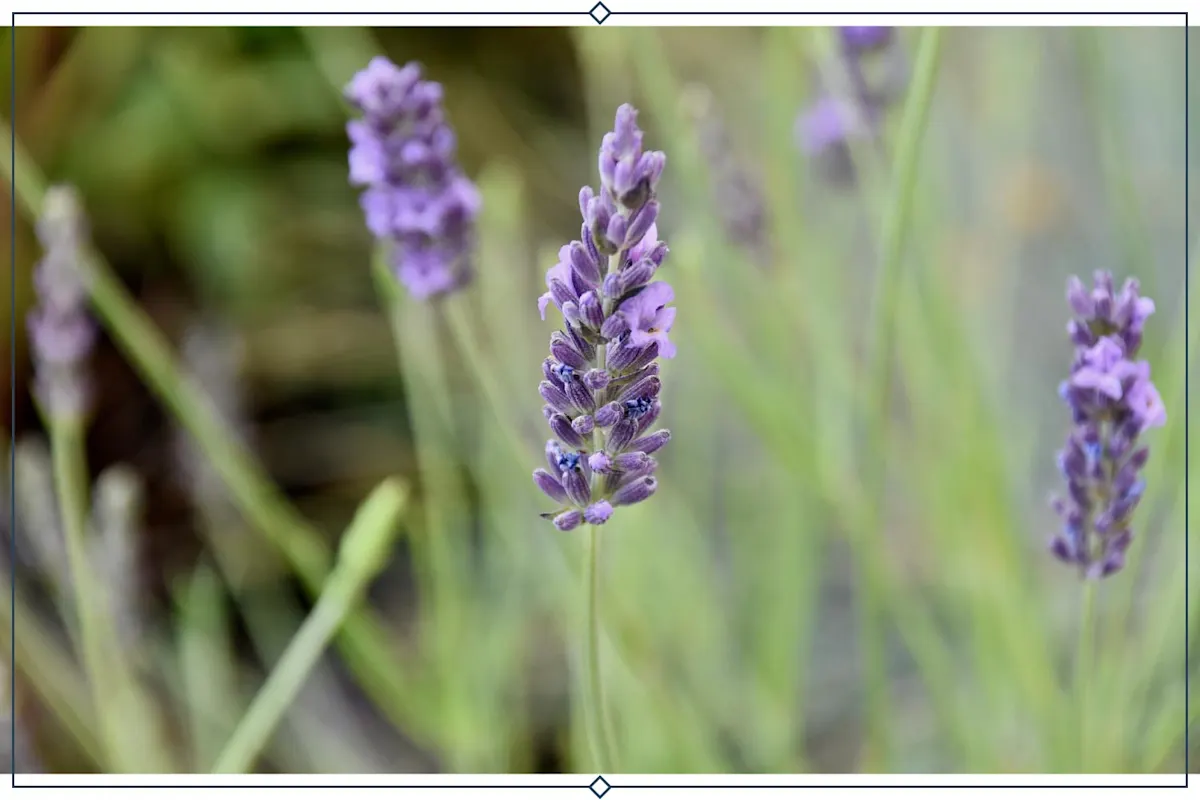 12 Types of Lavender + Growing Info | Proflowers Blog