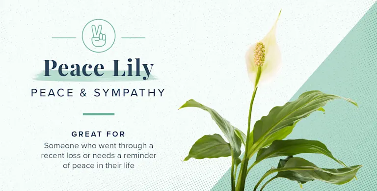 Plant Symbolism Guide: 31 Plants for Every Personality - ProFlowers Blog