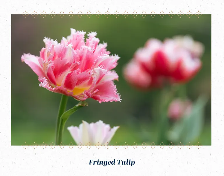 21 Types of Tulips That Will Brighten Up Your Garden | FTD