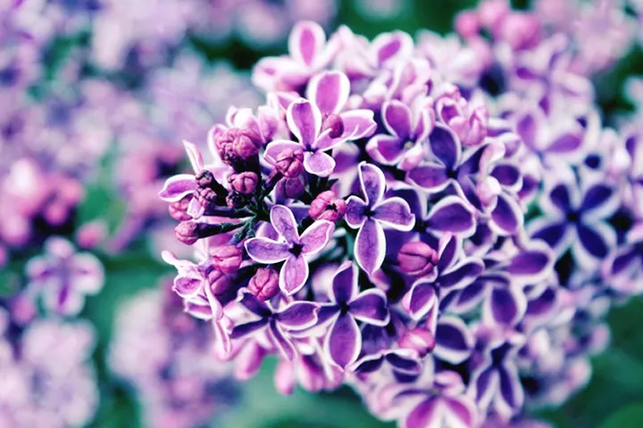 Lilac Meaning and Symbolism - FTD.com