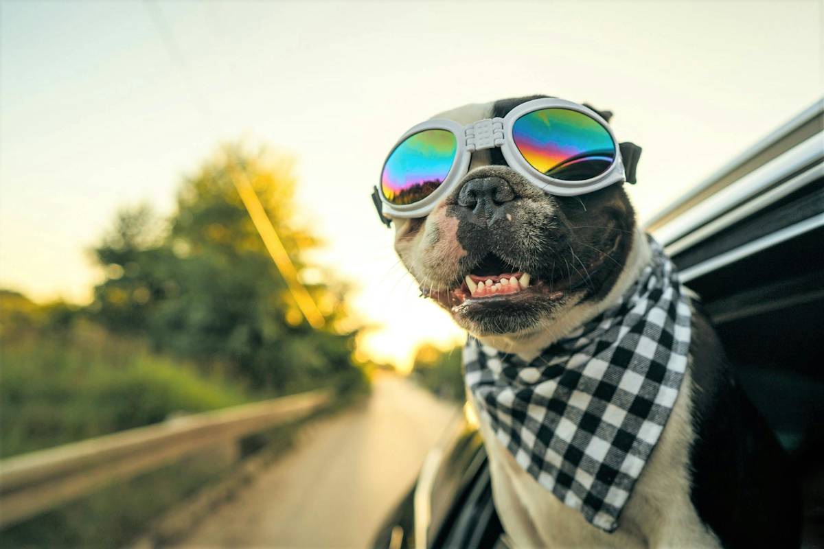 6 Best Cars & SUVs for Dogs in 2026 | CARFAX