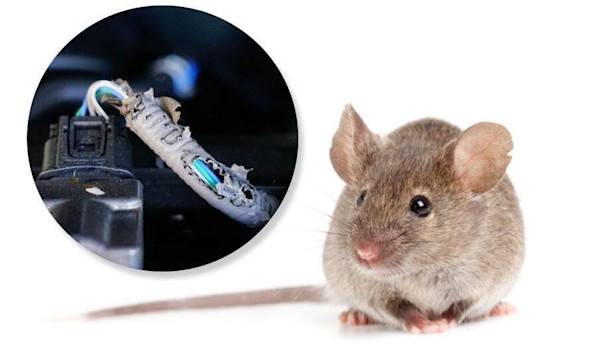 How to Keep Mice (and Other Rodents) Out of Your Car | CARFAX