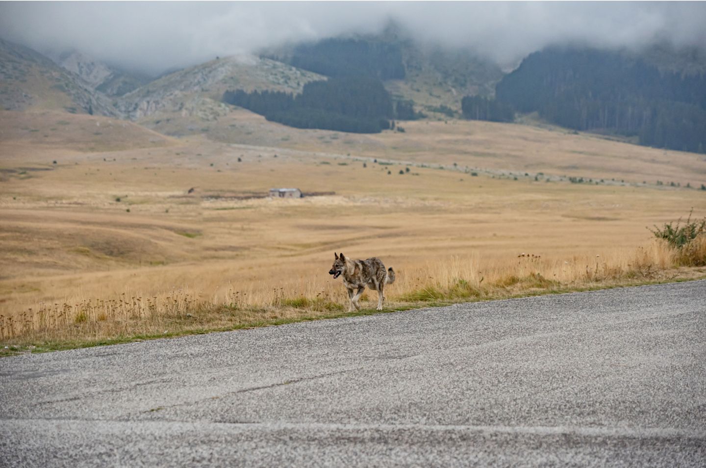 Following in the Footsteps of a Wolf
