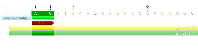 Practice Gibson Assembly - Geneious