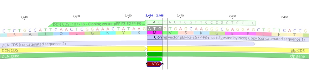 Practice Gibson Assembly - Geneious