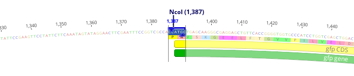 Practice Gibson Assembly - Geneious