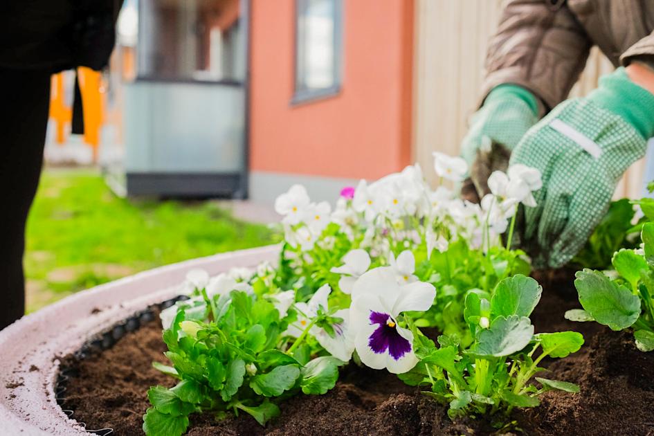 Summer flower planting event for Joo Kodit residents | Joo