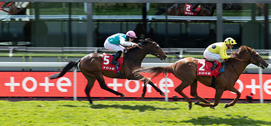 Tote.co.uk | Home of your new Tote