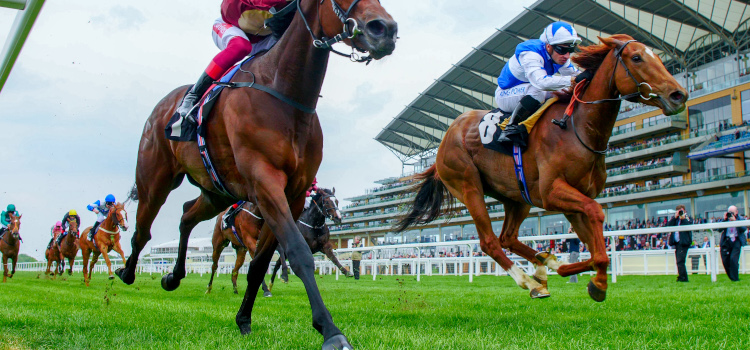 Tote.co.uk | Home of your new Tote