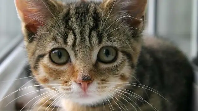 15 of the Best Placeholder Image Generators