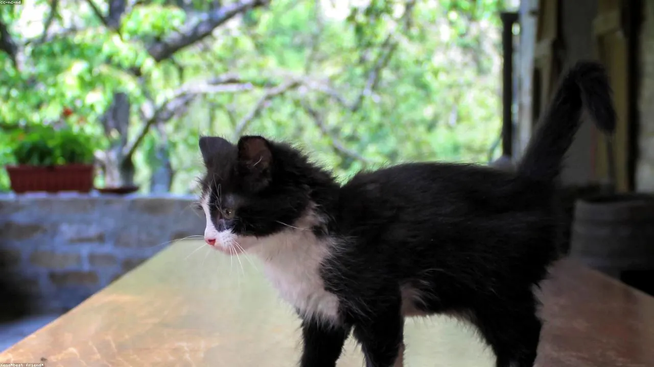 15 of the Best Placeholder Image Generators