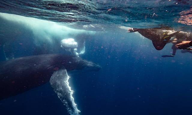 SUP, Dive & Snorkel: Dive into the waters of the Sunshine Coast - Visit ...