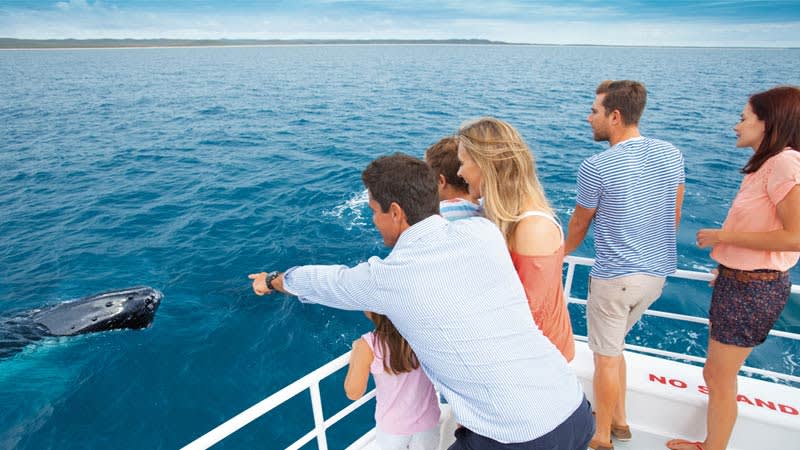Get ready for a whale of a time on the Sunshine Coast - Visit Sunshine ...