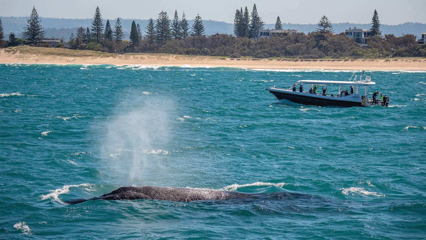 Get ready for a whale of a time on the Sunshine Coast - Visit Sunshine ...