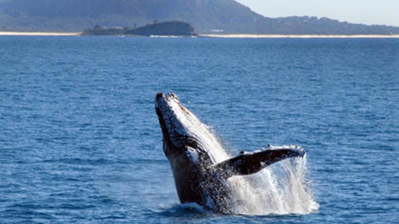 Get ready for a whale of a time on the Sunshine Coast - Visit Sunshine ...