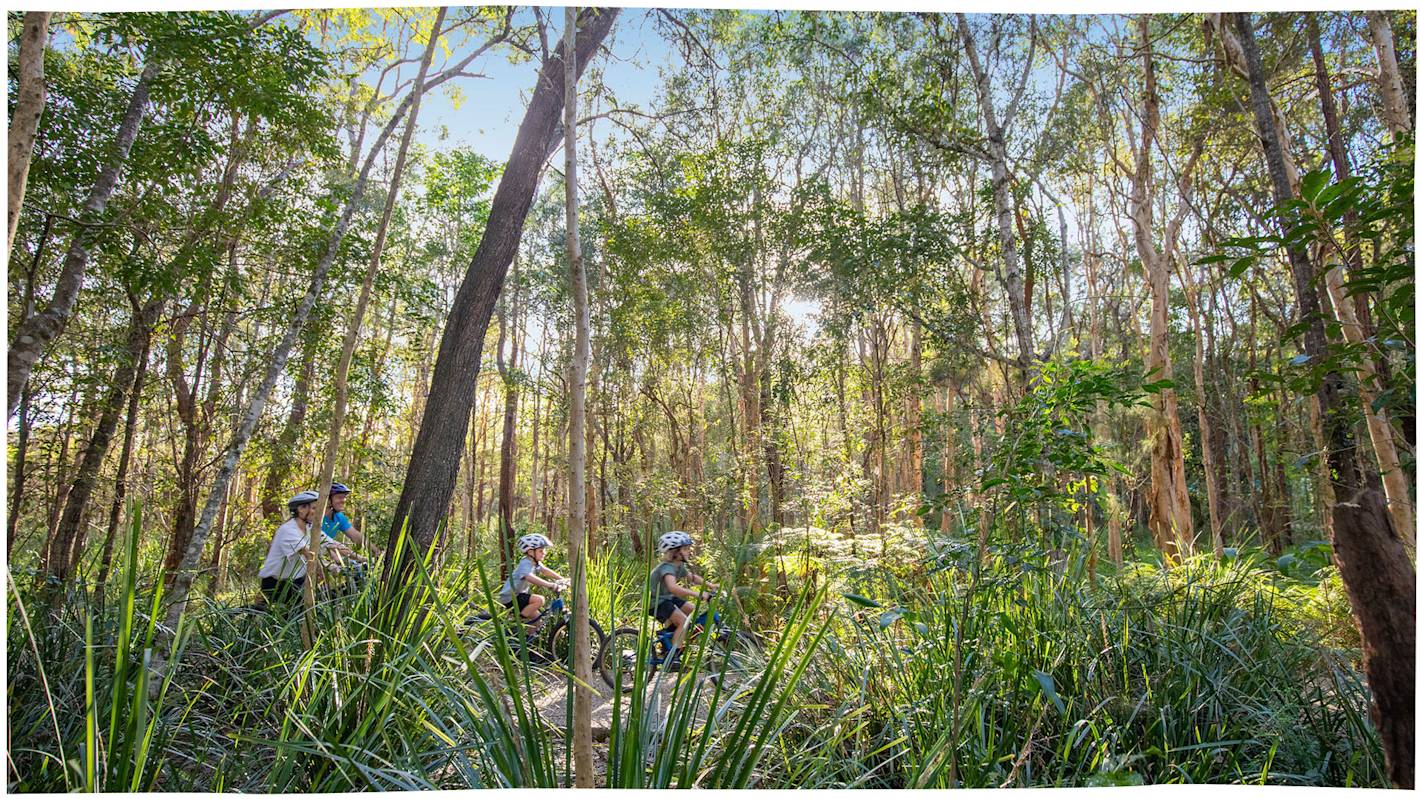 Ride the Five - Ferny Forest - Visit Sunshine Coast