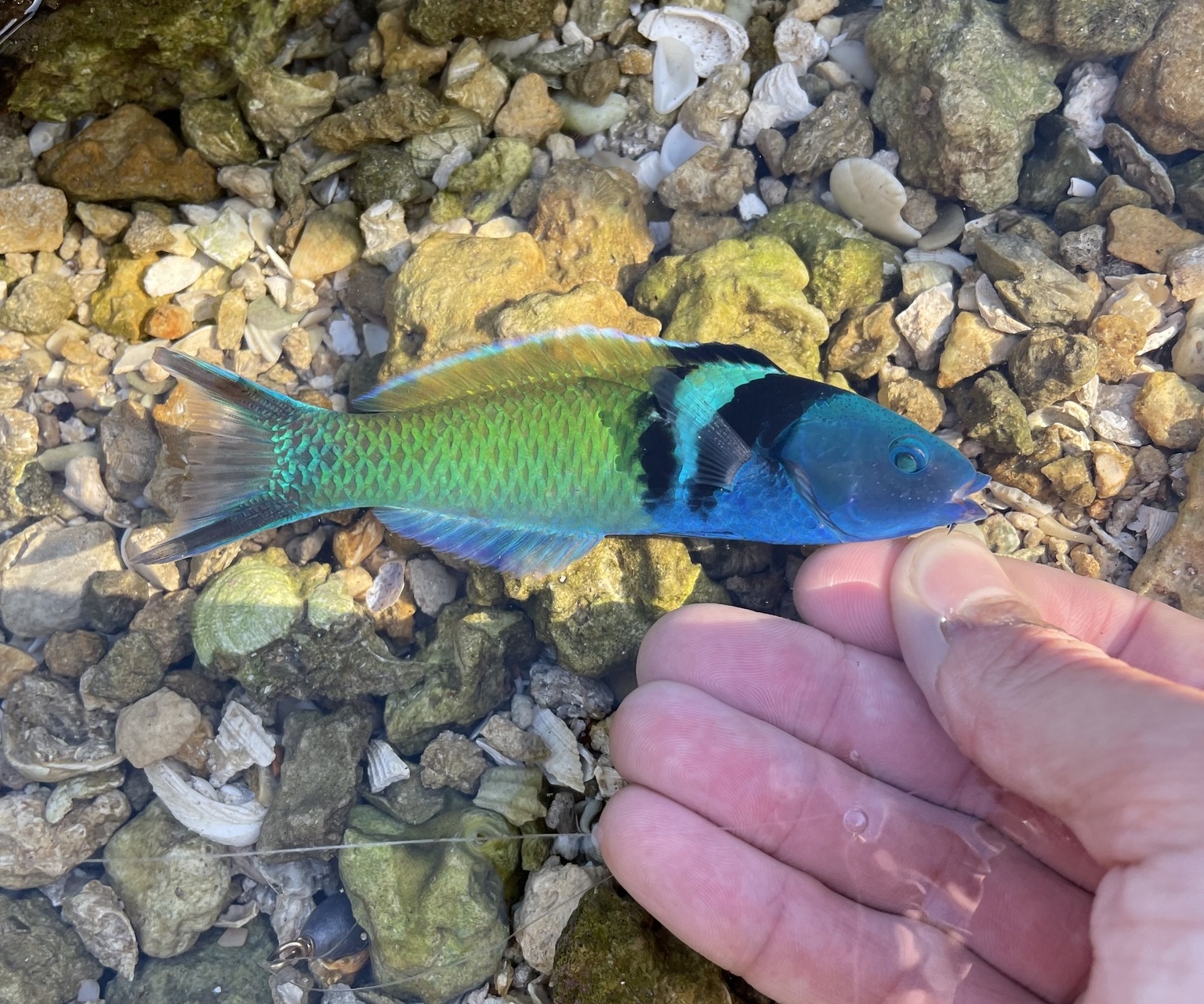 Blue-Headed Wrasse in Punta Cana – Colorful Cleaners of the Coral Reef