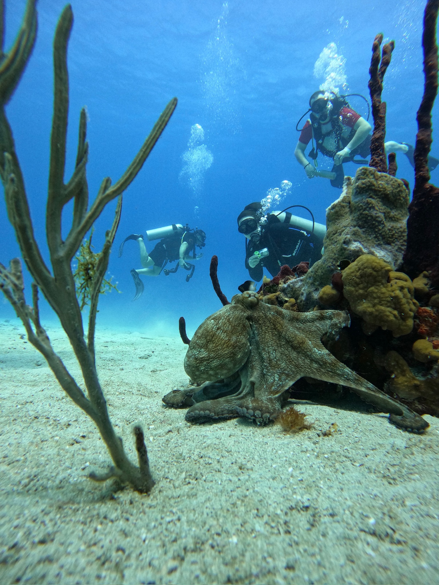 How to Dive in Currents – Tips for Punta Cana Scuba Divers