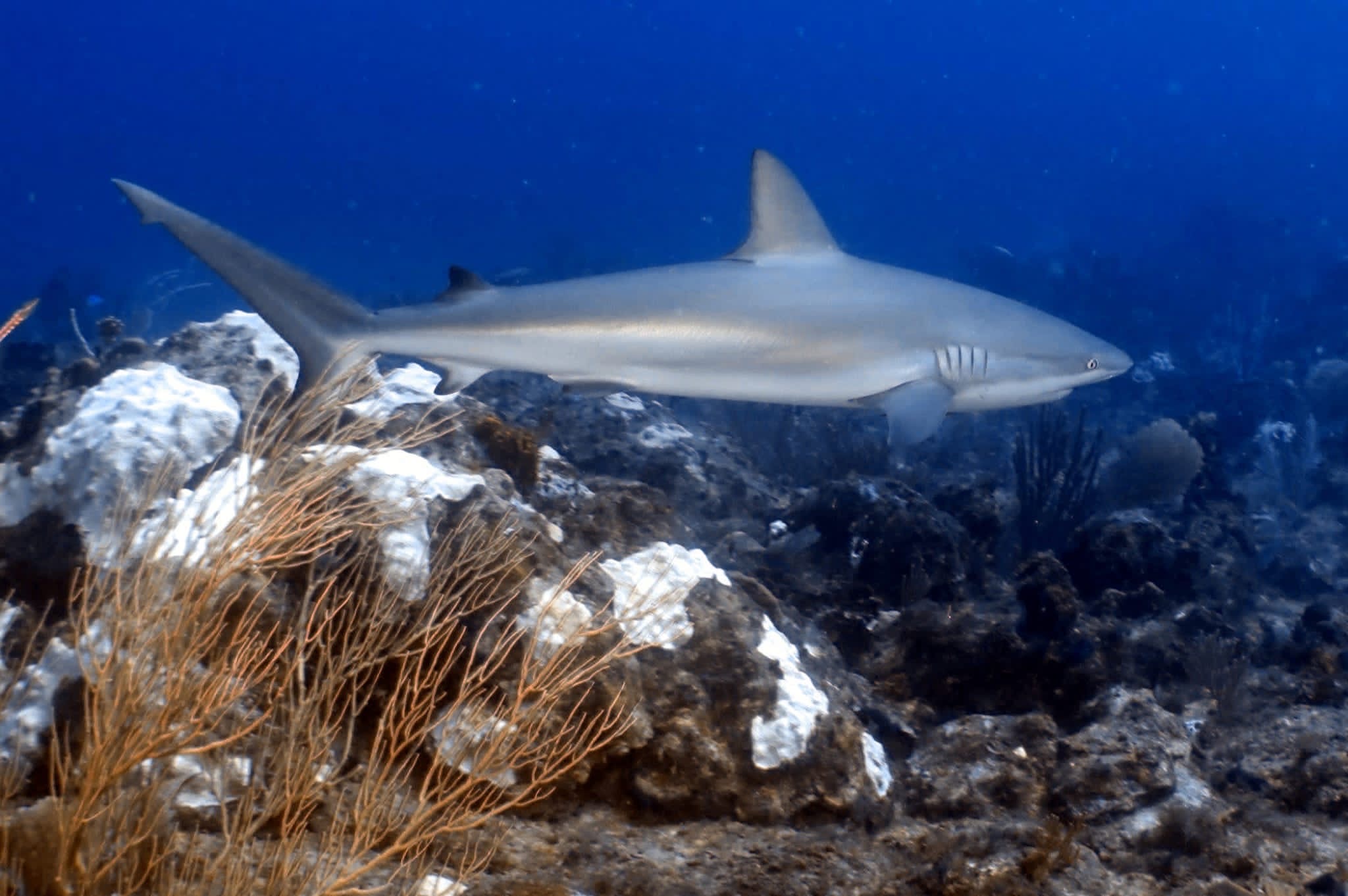 Shark Point | Shark Diving in Punta Cana | Blacktip Reef Sharks