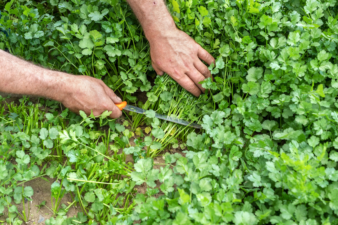 HelloFresh presents: The Food Trends & Innovation Report