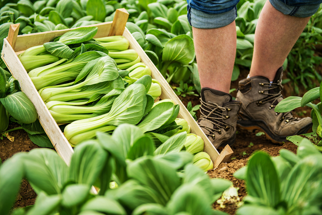 Carbon Insetting: Driving innovation within HelloFresh’s supply chain