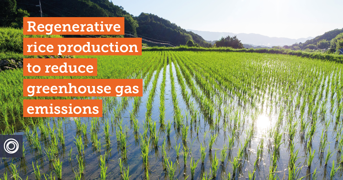 How greenhouse gas emissions from rice can be minimised through ...