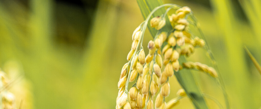 How greenhouse gas emissions from rice can be minimised through ...