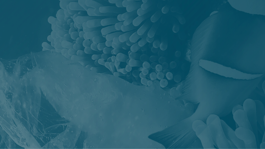 The Plastics Pact Network’s Six-Year Journey Towards Eliminating ...