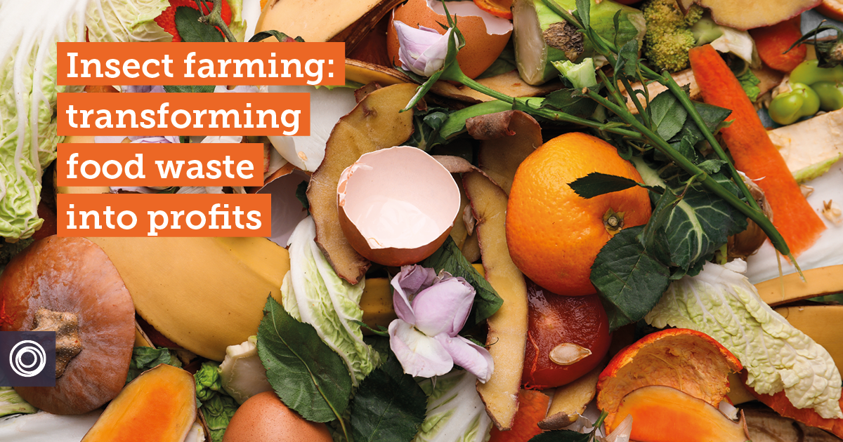 Insects as part of a circular economy for food | Ellen MacArthur Foundation