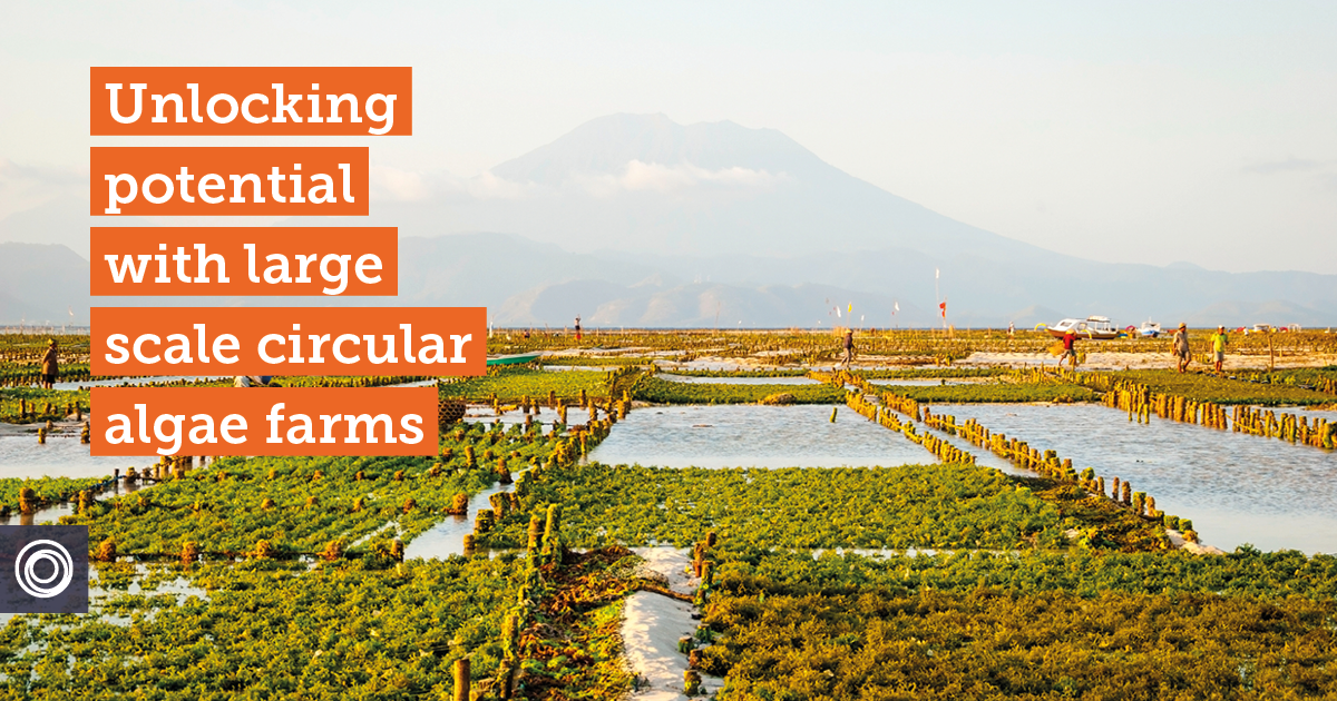 Algae to sequester carbon: Brilliant Planet Circular Example