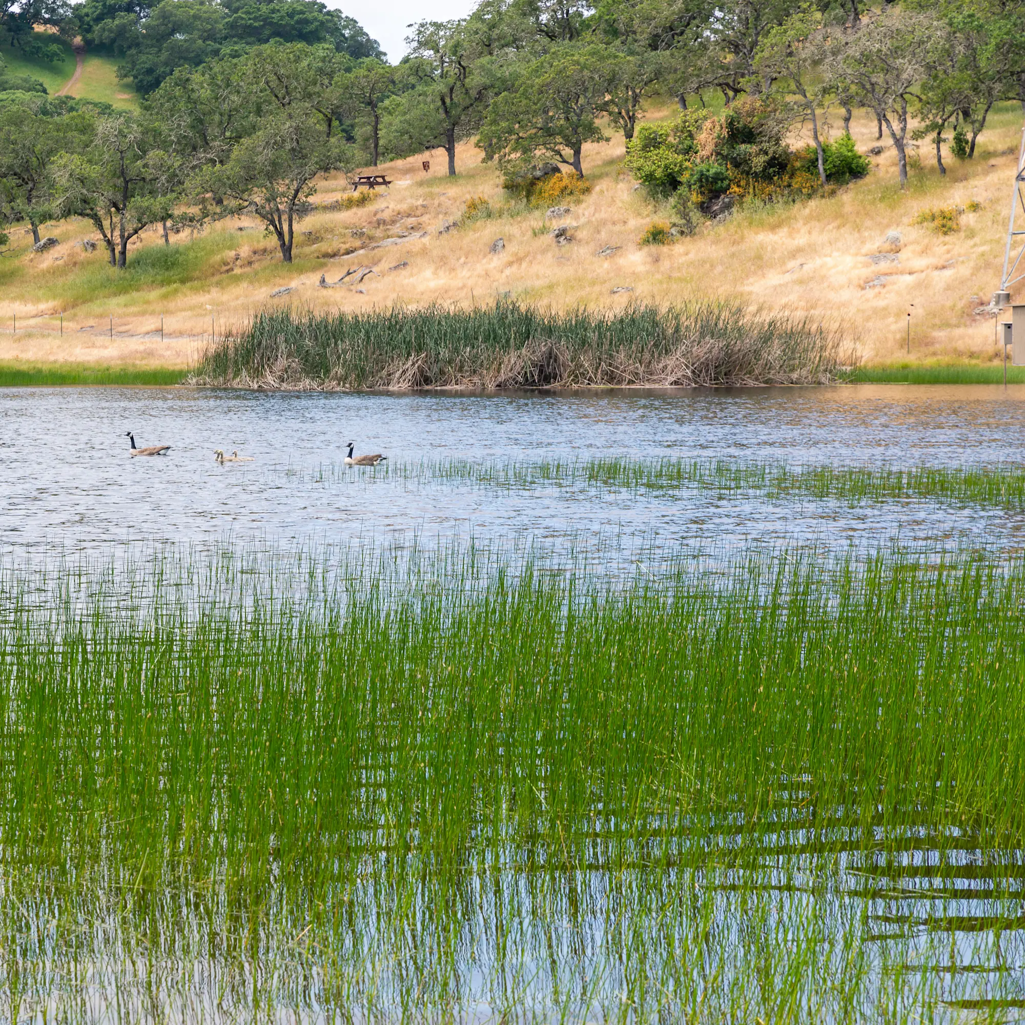 Home - California Forever