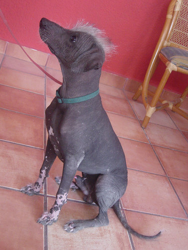 AKC Adds First Ever Dog Breed With Mohawk! (PHOTOS) | CafeMom.com