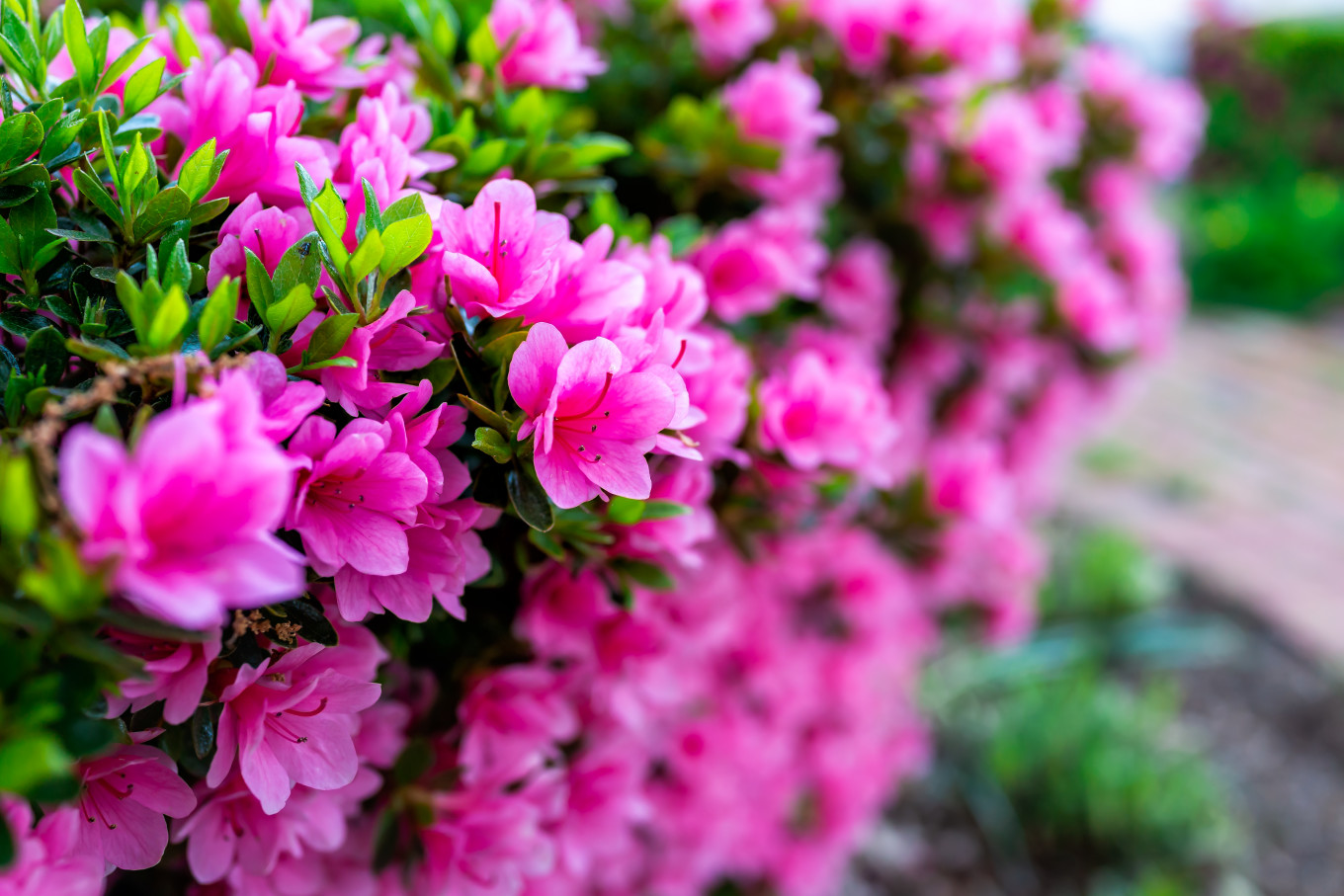 17 Spring Flowers That Double as Beautiful Girl Names | CafeMom.com