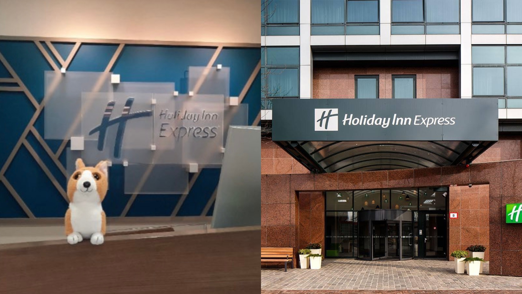 A Toddler Lost His Stuffed Dog on Vacation & the Hotel Went Above ...