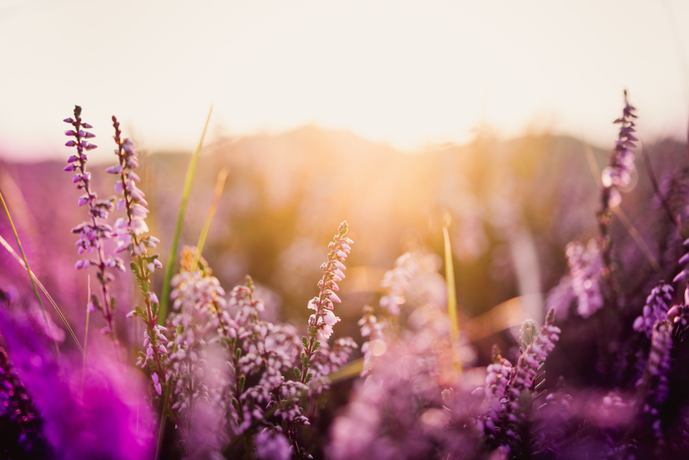 17 Spring Flowers That Double as Beautiful Girl Names | CafeMom.com