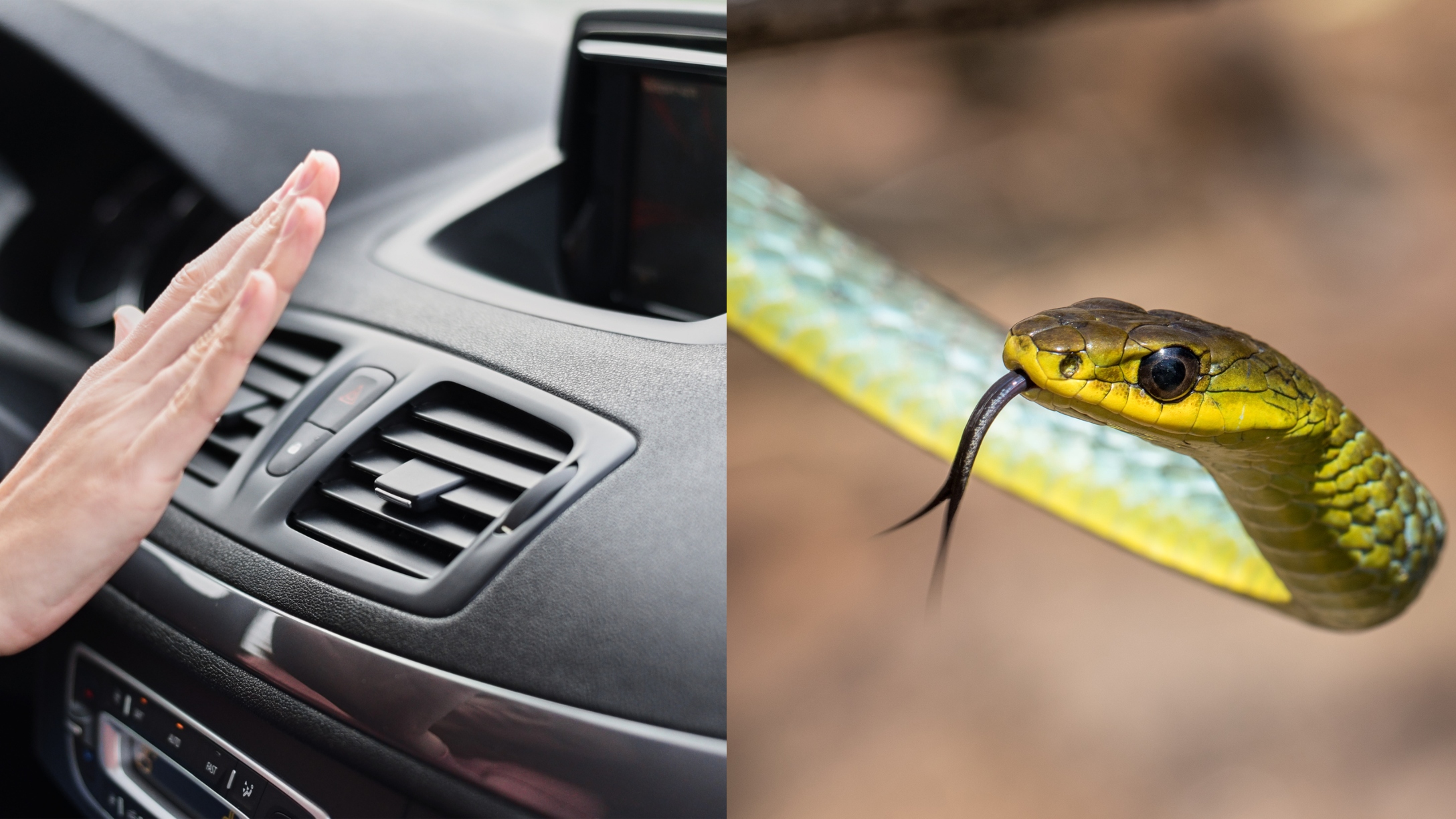 Family's Road Trip Goes Awry After They Made a Wild Discovery in Their ...