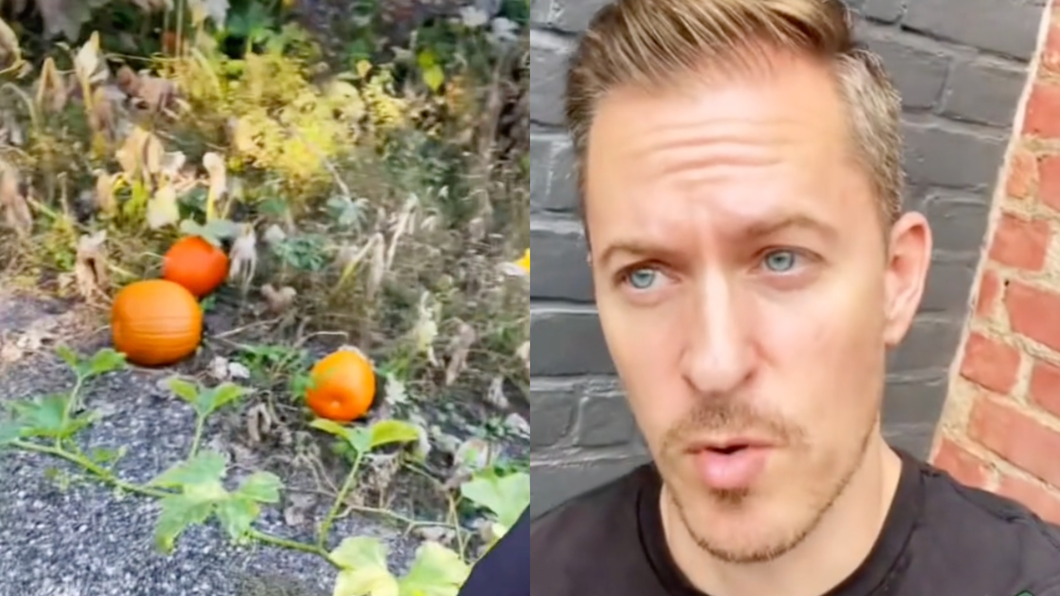 TikTok Dad Accidentally Grew an Entire Pumpkin Patch in His Backyard in ...