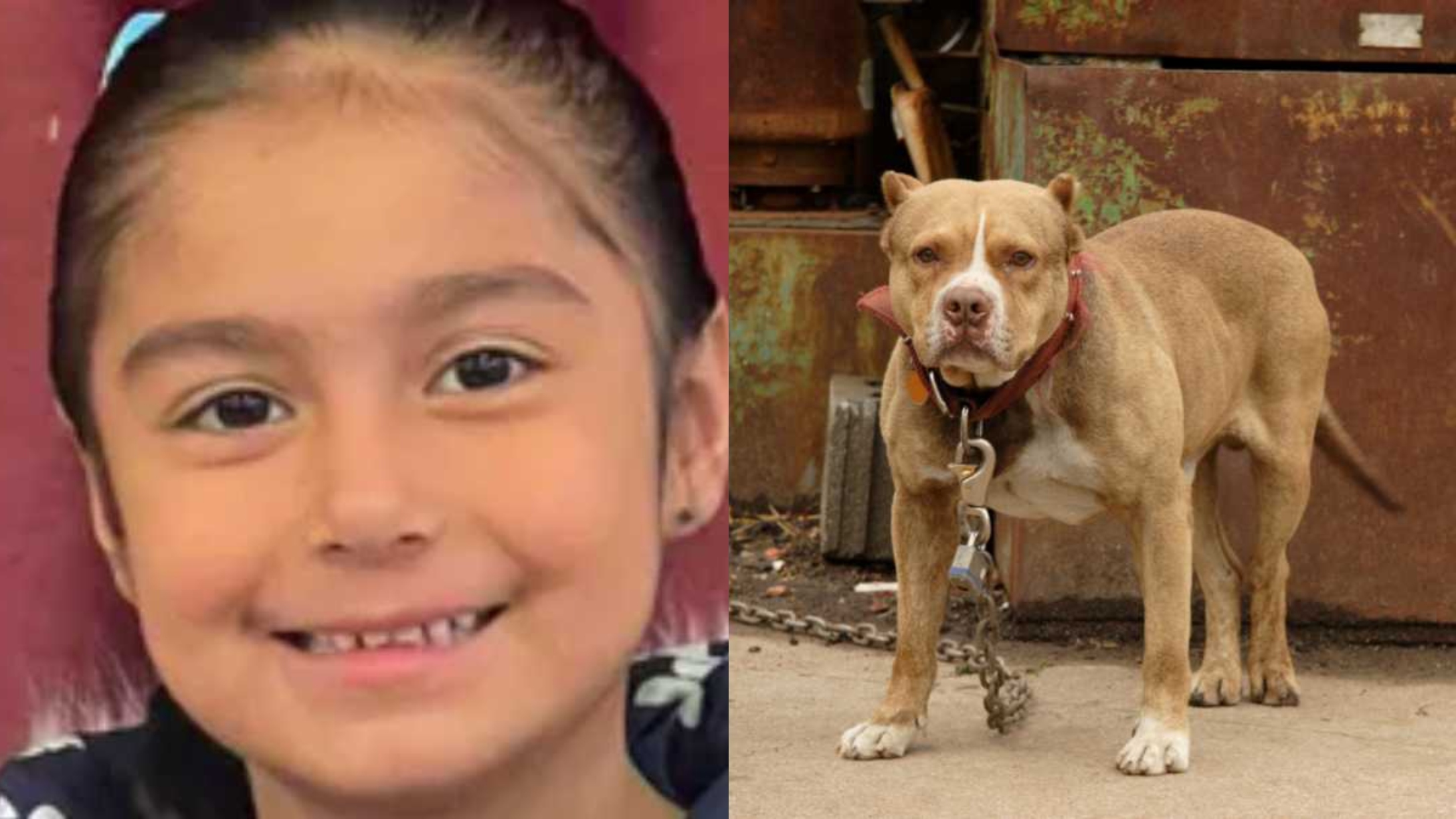 'Full of Life' 6-Year-Old California Girl in the ICU After Being Mauled ...