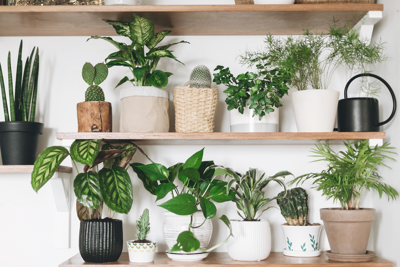 17 Genius, Little-Known Ways To Use Plants in Everyday Life | CafeMom.com
