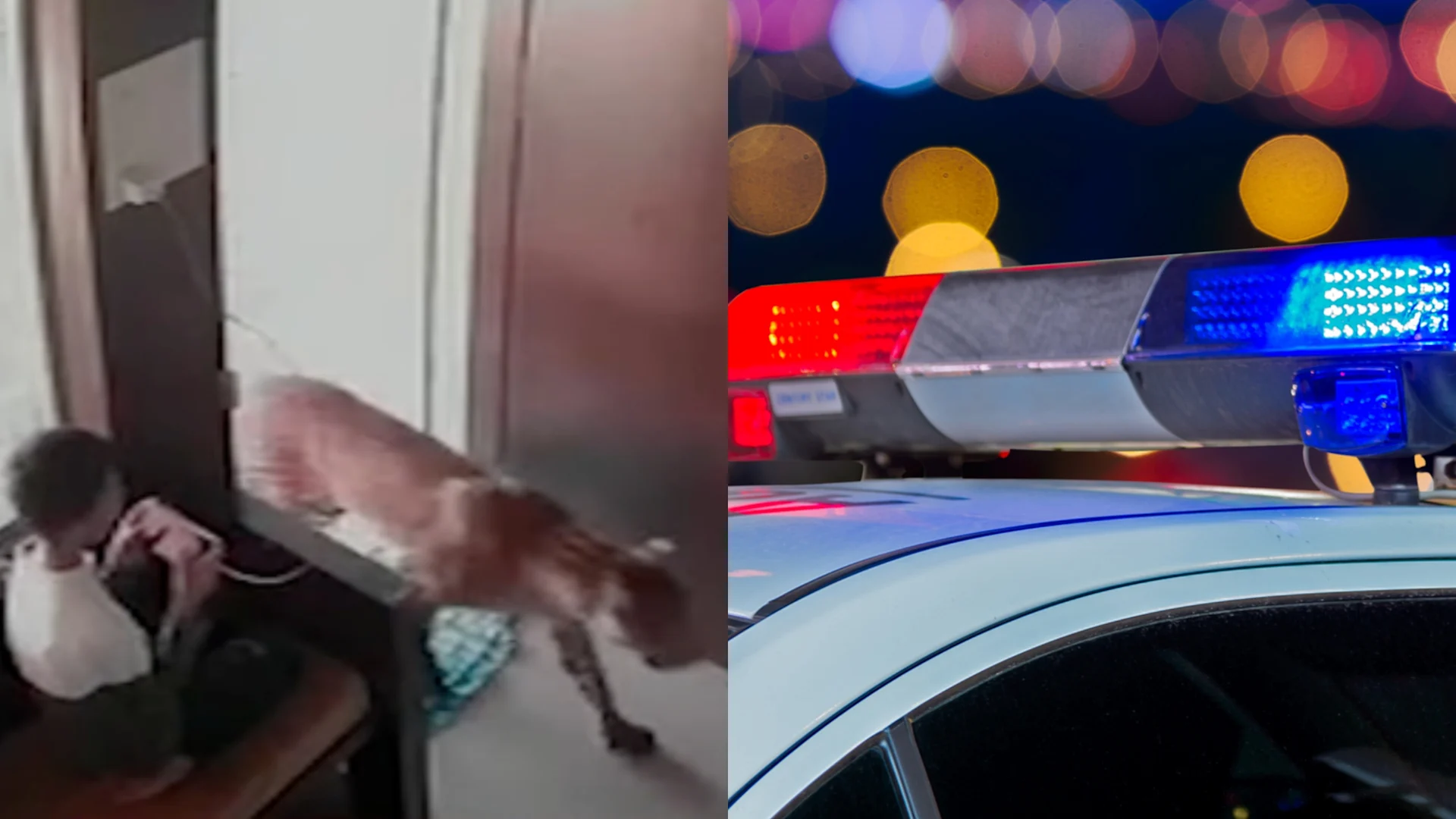 12-Year-Old Boy Engrossed in His Phone Doesn't Notice as Giant Leopard ...