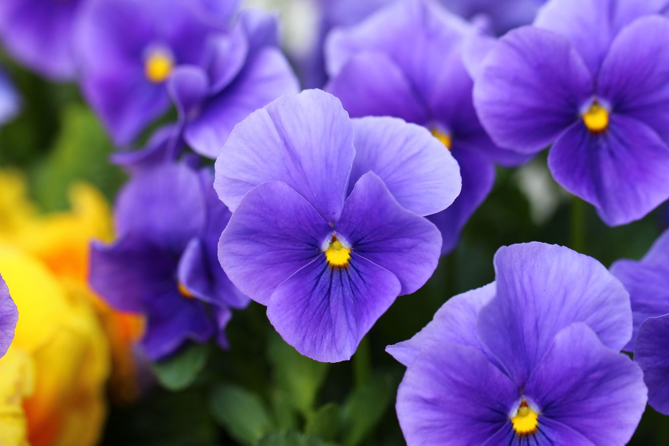 17 Spring Flowers That Double as Beautiful Girl Names | CafeMom.com